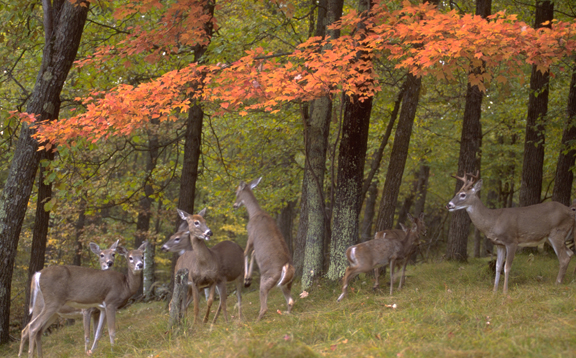 White-tailed Deer | The Old Naturalist